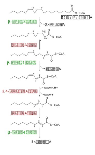 文件 Beta oxidation of unsaturated fatty acid zh cn svg A 医学百科
