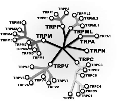 Structurefunctional Intimacies Of Transient Receptor Potential