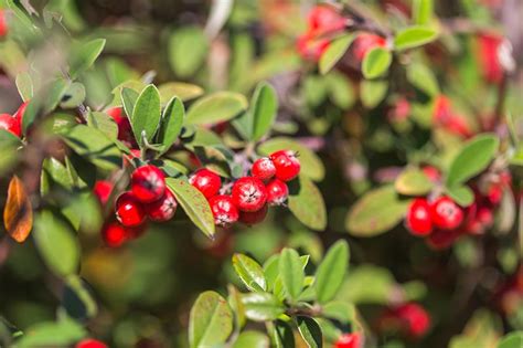 21 Of The Best Cotoneaster Varieties Gardeners Path