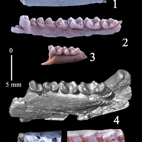 Map Showing The Location Of The Small Adapids Which Show Some Download Scientific Diagram