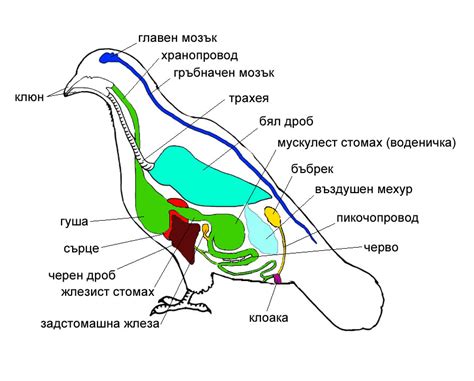 Царство на животните Клас Птици