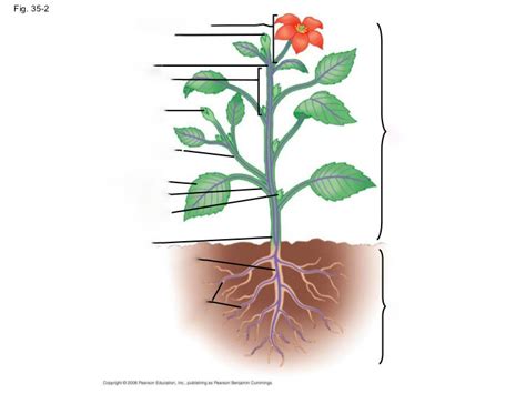 Plant Morphology Diagram Quizlet
