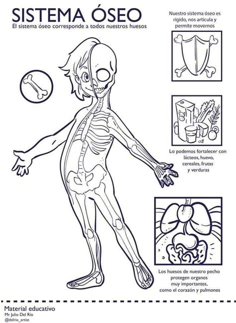 Pin en ciencias Proyectos de ciencia para niños Cuerpo humano para