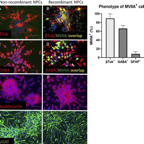 Immunocytochemical Detection Of Proneuronal Markers And Recombinant Download Scientific Diagram