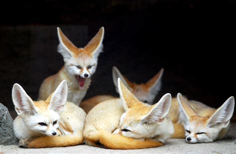 Fennec Fox Facts Vulpes Zerda