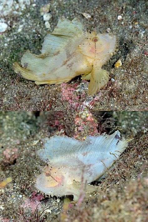 ハダカハオコゼ Izuzuki海の生き物大図鑑 笑