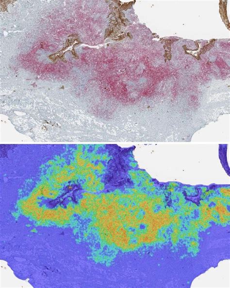 Spatial Analysis Indica Labs