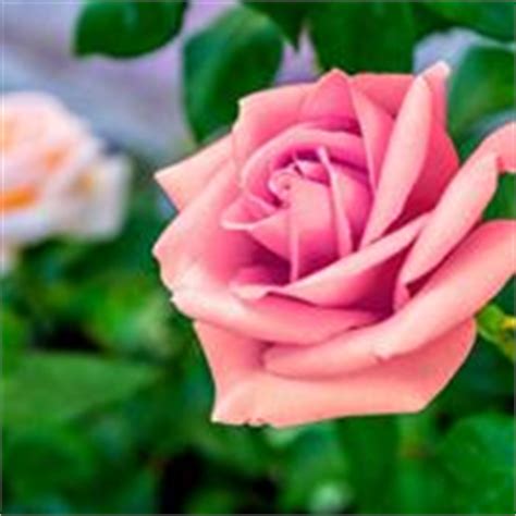 Rosa Rosa Significato Significato Fiori Cosa Significano Le Rose Rosa