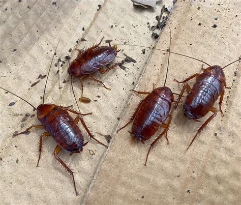 Pest Control Burbank And Surrounding Suburbs Termite White Ant