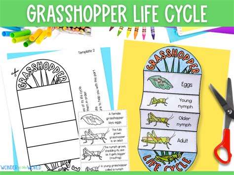 Life Cycle Of A Grasshopper Insect Foldable Sequencing Science Activity Cut And Paste Teaching