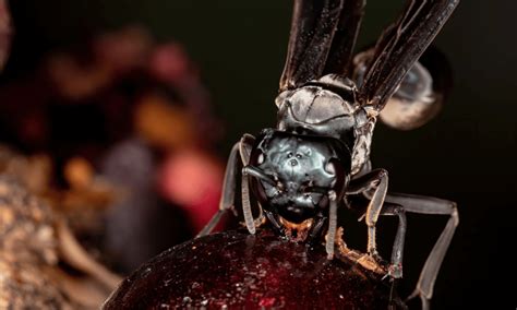 Are Paper Wasps Aggressive Our Warning Pests Banned
