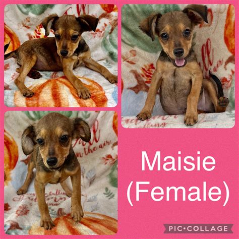 Hi Everybody Were Maisie Live Free Animal Rescue Facebook