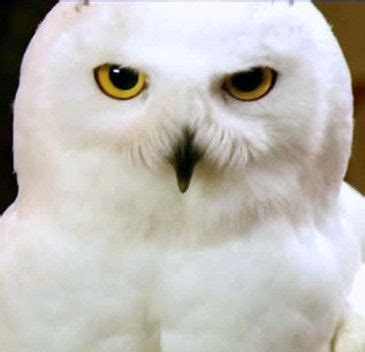 Hedwig Harry Potter Snowy Owl Companion White Owl Hedwig Harry
