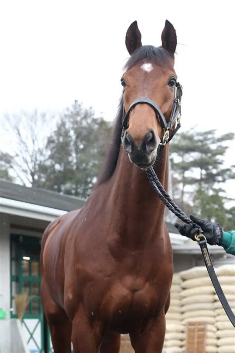 【京都記念】ベラジオオペラ 重賞連勝狙う 陣営「距離延びても大丈夫」 スポニチ競馬web