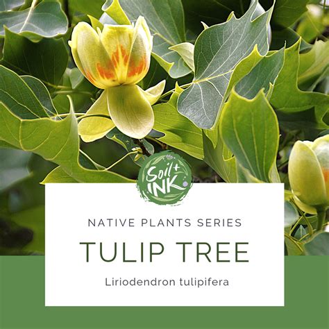Native Plants Series Tulip Tree Native Plants Plants Fast Growing