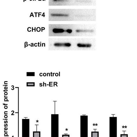 The Protein Expression Of Protein Kinase Like Endoplasmic Reticulum Download Scientific Diagram