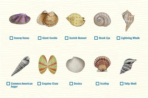 Guide To Navarre Seashells Navarre Beach Florida