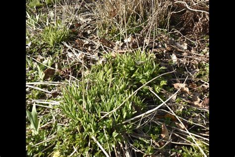 The Buzz On Pollinators Resist The Temptation To Clean Up Your Yard Too Soon Thorold News