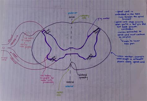 Neural Basis PSYC 2200 EXAM 2 MATERIAL Diagram Quizlet
