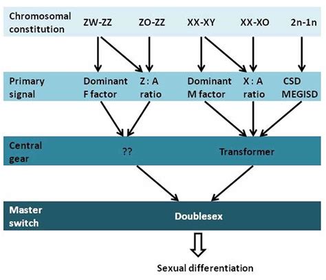 Microbial Manipulation Of Host Sex Determination Beukeboom BioEssays Wiley Online