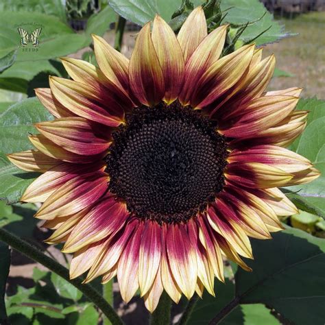 Sunflower Ruby Eclipse Stems Flower Farm