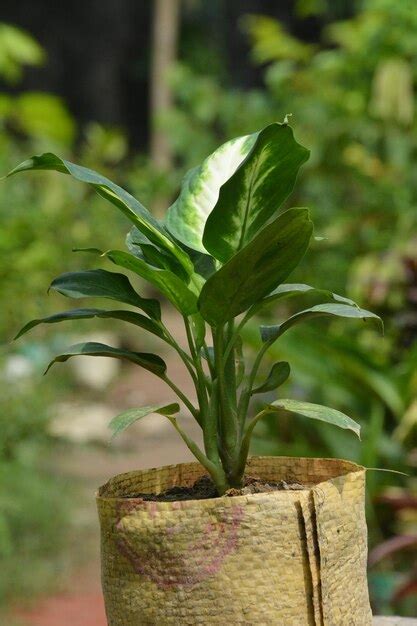 Premium Photo Plant