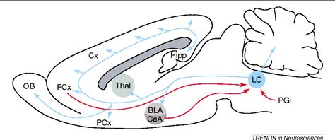 Locus Coeruleus Projections