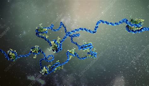 Nucleosome Clutch Illustration Stock Image C056 2929 Science Photo Library