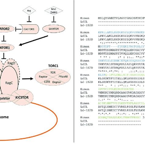 Comparison Of The Rag Pathway And Sequence Between Humans And Download Scientific Diagram
