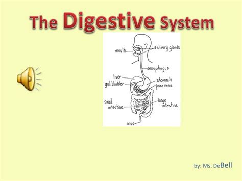 Ppt The Digestive System Powerpoint Presentation Free Download Id
