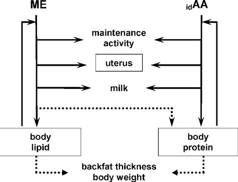 Description Of Nutrient Utilisation In The Sow Model Download Scientific Diagram