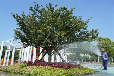 浙江乐清战高温 保绿化 人民图片网