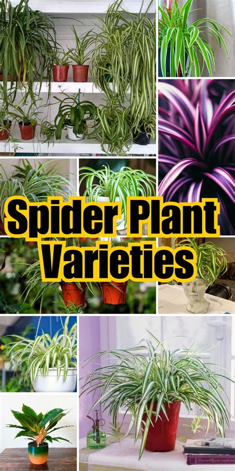 Spider Plant Varieties Spider Plant Indoor Spider Plant Care Spider