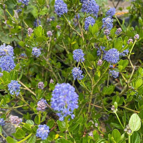 Ceanothus Thyrsiflorus Victoria Jefferson Nursery