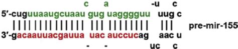 Pre Mir 155 Stem Loop Sequence Originating From The Pri MiRNA Download Scientific Diagram