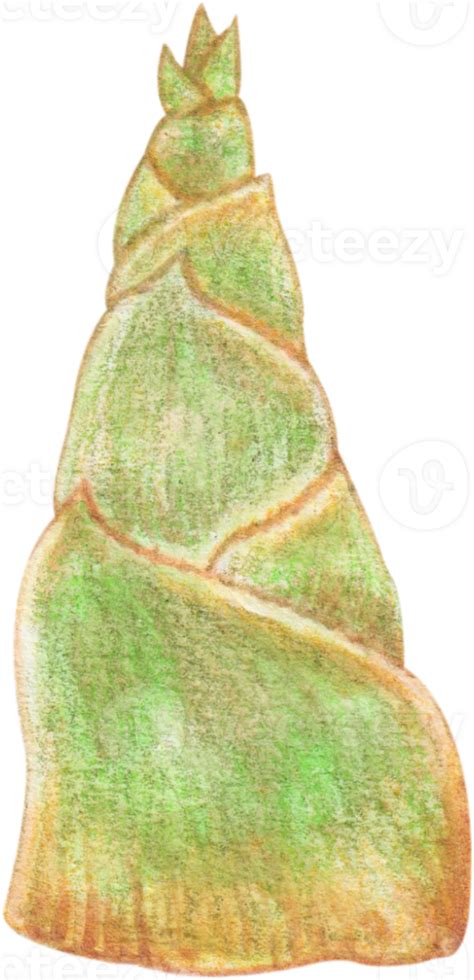 Watercolor Bamboo Shoot 23323034 Png