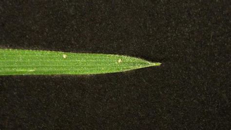 Creeping Bentgrass Nc State Extension Publications
