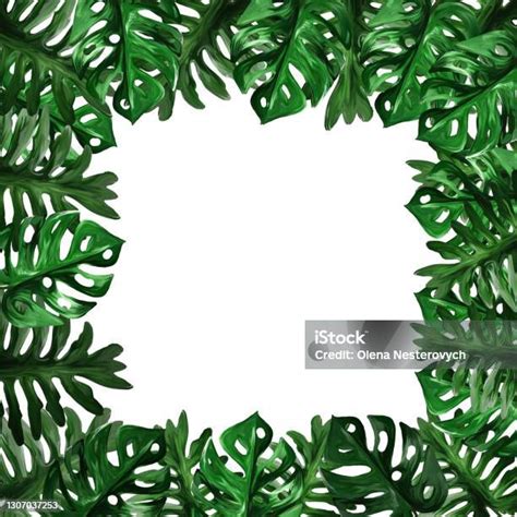 몬스터 나뭇잎과 흰색 배경에 텍스트를위한 장소 와 이국적인 열대 정글 꽃 프레임 0명에 대한 스톡 벡터 아트 및 기타 이미지