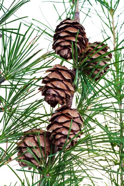 Premium Photo Pine Cones On Branch Of Conifer Tree