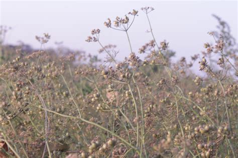 농장에서 자라는 고수풀 식물에 고수풀 씨앗 신선한 씨앗 아름다운 영상 원시 고수풀 말린 고수풀 갈색에 대한 스톡 사진 및 기타 이미지 Istock