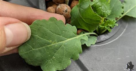 White Blister Or Something Else Album On Imgur