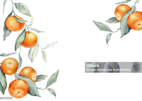 오렌지 과일과 프레임입니다 손으로 그린 수채화 그림은 감귤류 음식과 고립된 배경에 녹색 잎이 있는 사각형 프레임입니다 라벨이나 스티커를 위해 열대 만다린과 테두리 엽서 감귤