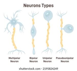 Nervous Tissue Multipolar Neuron
