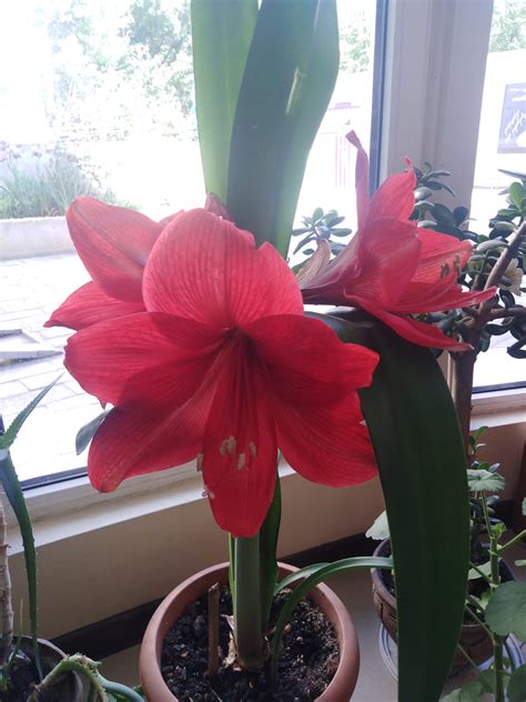 ნინო გრინვეი