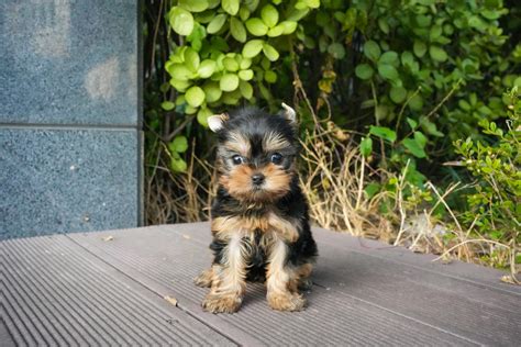 요크셔테리어분양 사랑스러운 애기 강아지 김만득이 강아지분양 고양이분양 컴투펫 시츄 셔틀랜드쉽독 말티푸 미니핀 치와와 요크셔테리어 포메라니안 말티즈 분양