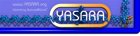 Yasara Yet Another Scientific Artificial Reality Application