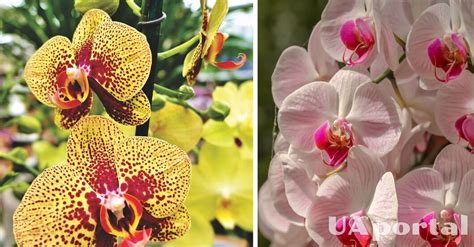 Як правильно доглядати за орхідеями як не можна поливати орхідею