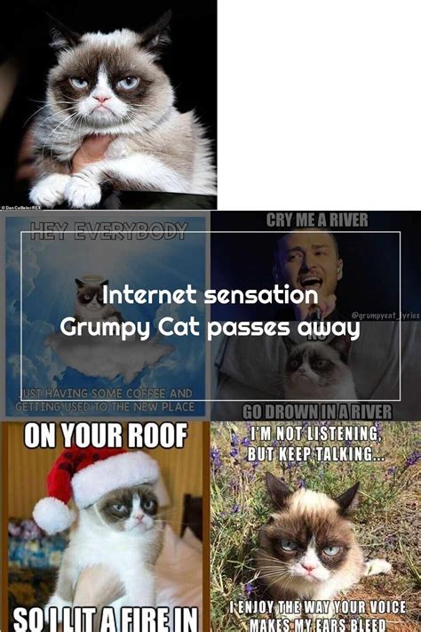Grumpy Cat Internet Sensation Grumpy Cat Passes Away Artofit