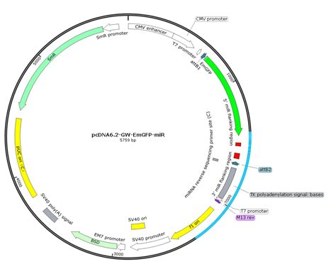 Pcdna62 Gw Emgfp Mir载体（非空载） 哺乳动物过表达质粒 真核质粒 产品展示 上海海吉浩格生物科技有限公司