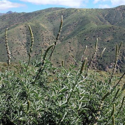 Bush Lupine Complex Lupinus Lonolius Plant Care And How To Grow Water